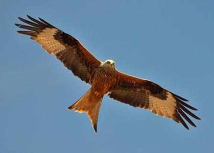 Quizypedia : Les rapaces diurnes (2)